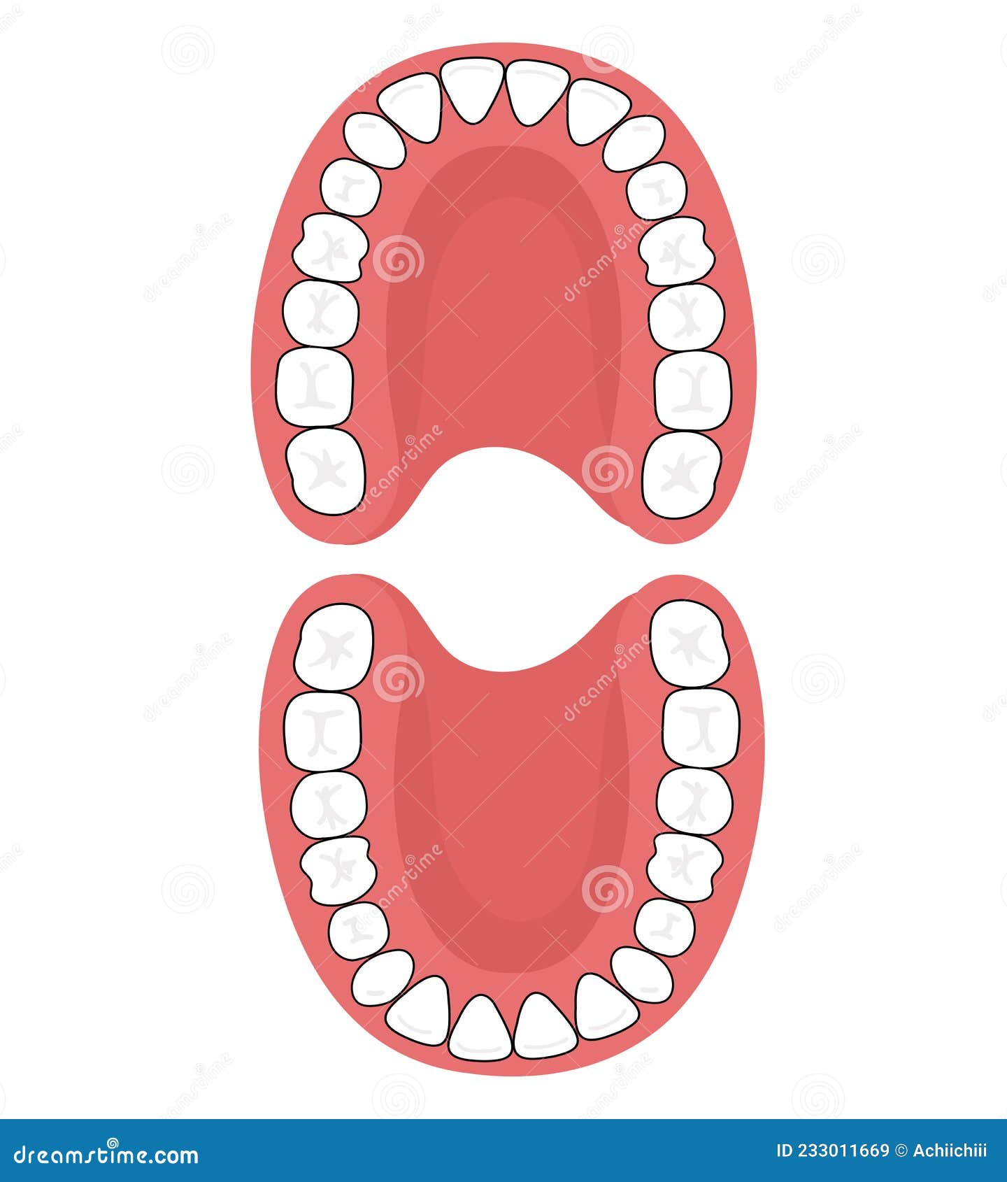 Secondary Teeth Dentition Anatomy. Adult Human Upper And Lower Jaw ...