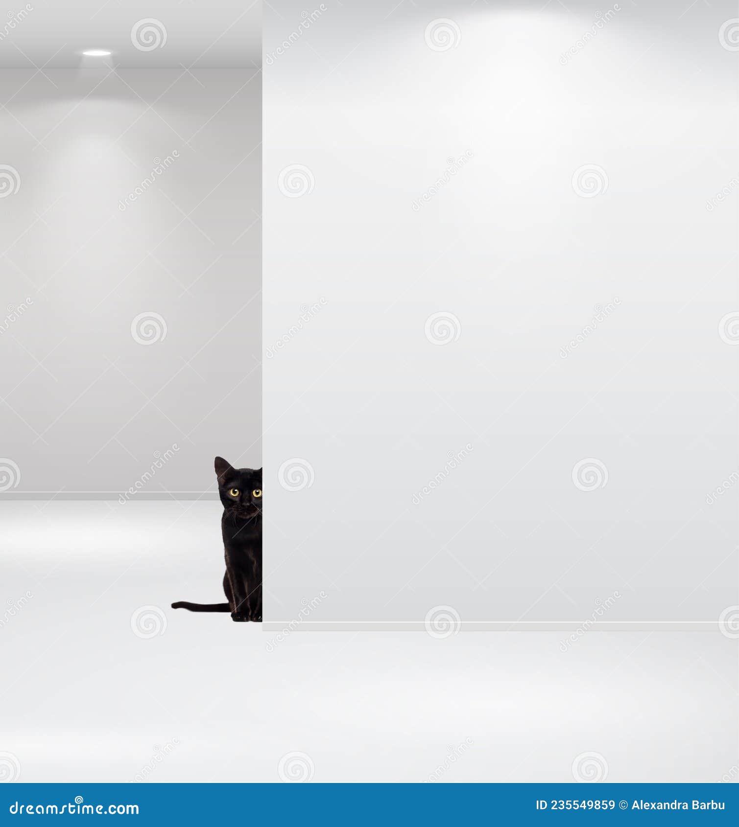 Black Cat Behind a Wall, Lurking Stock Image - Image of single, studio ...