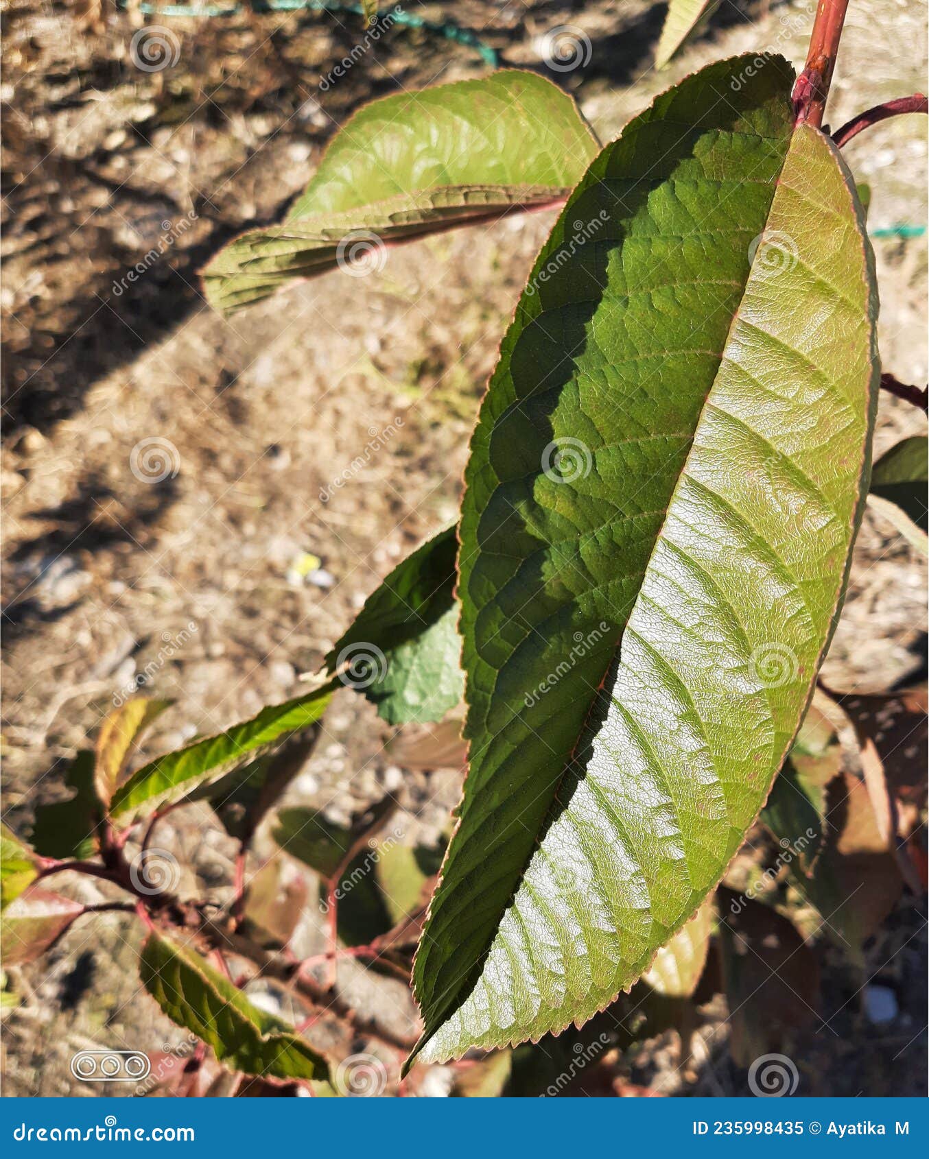 Peach Tree, Leaf, Close-up, Green Leaf, Colorful, Peach Tree Leaf Stock ...