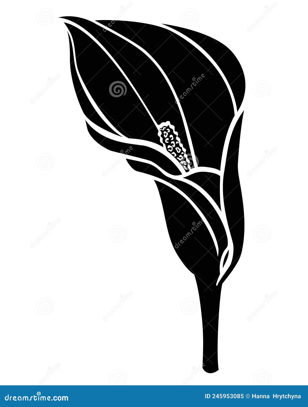 Calla Inflorescence, Tropical Plant Flower - Vector Silhouette ...