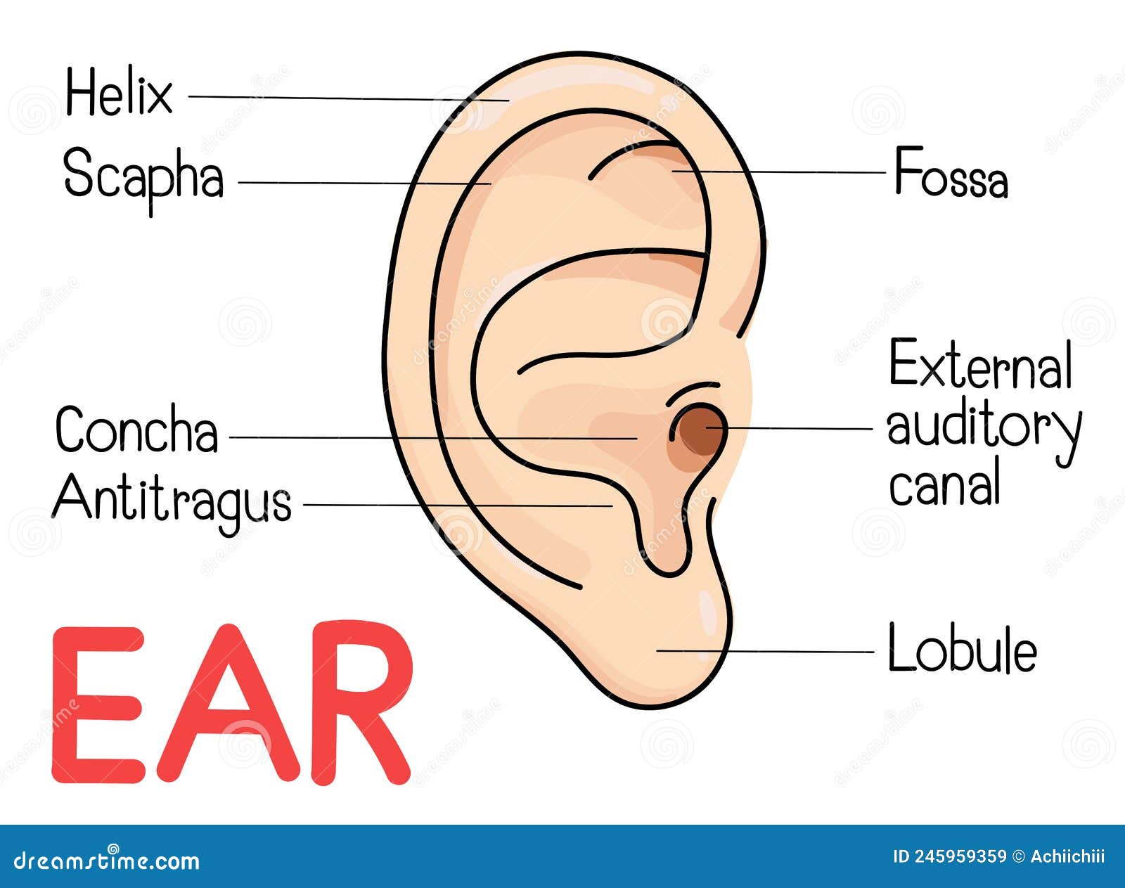 Scapha Cartoons, Illustrations & Vector Stock Images - 11 Pictures to ...