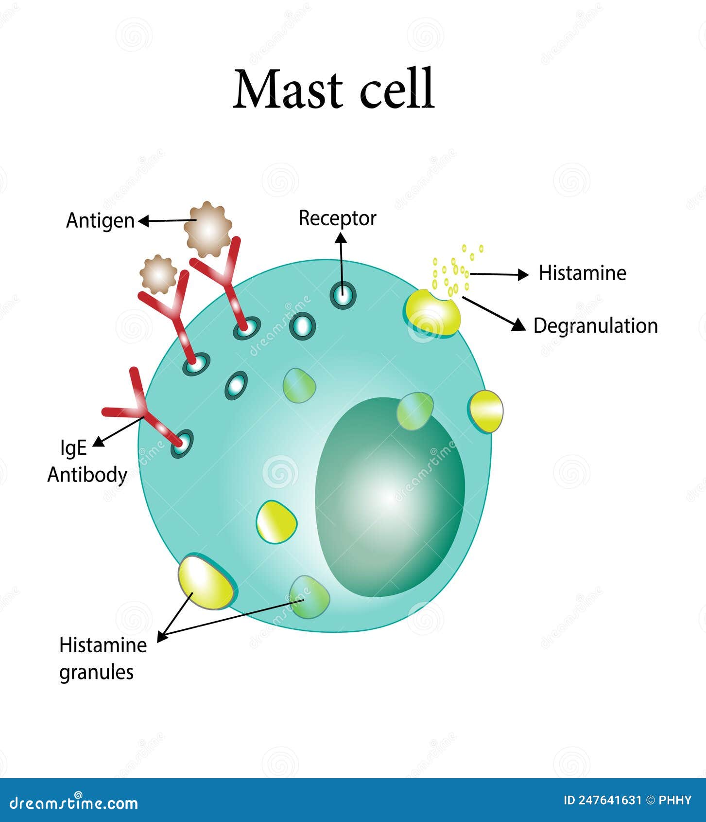 Mast Cell Degranulation Cartoon Vector | CartoonDealer.com #13078689