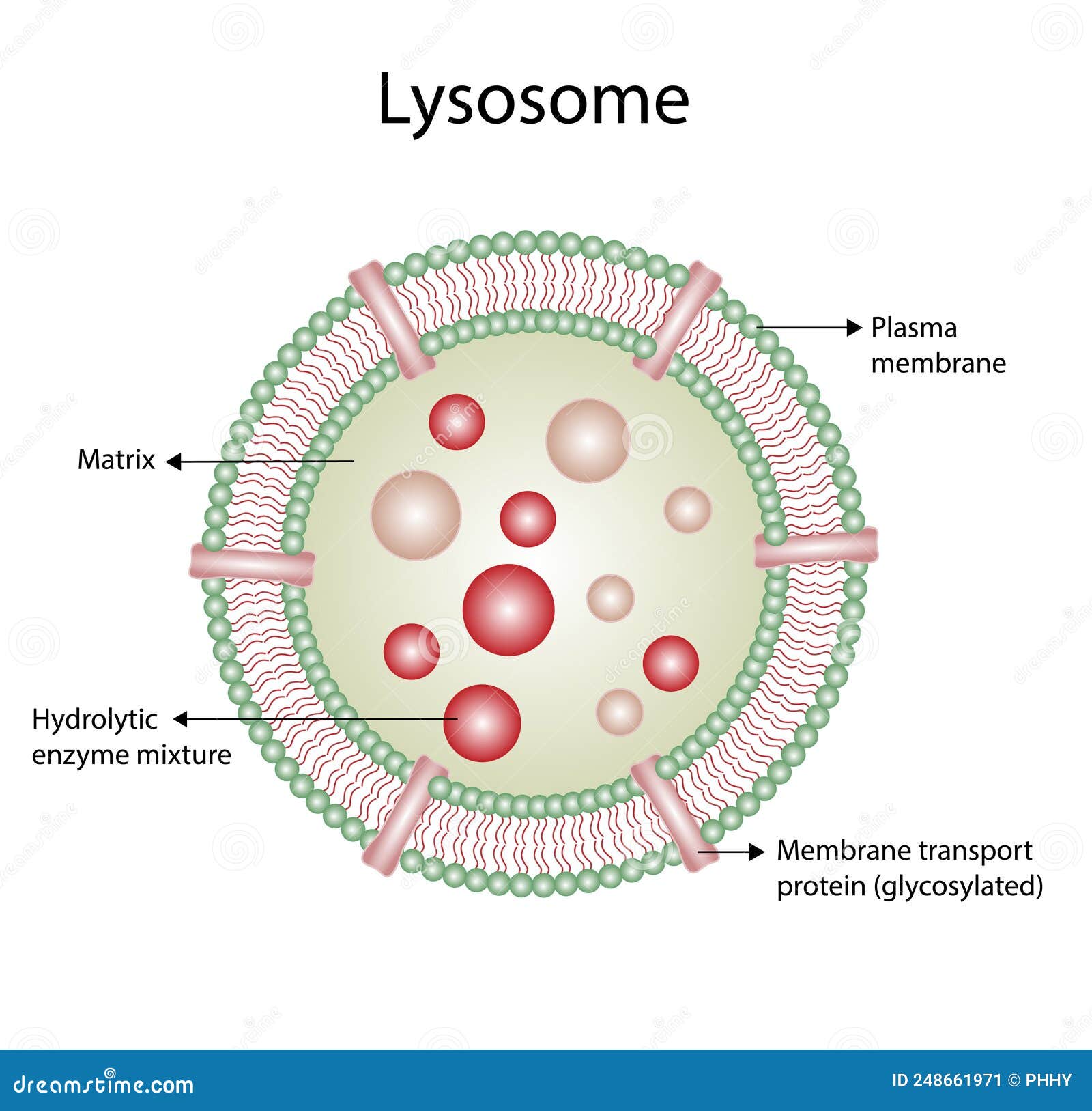 Structure And Function Lysosomes Infographics Vector
