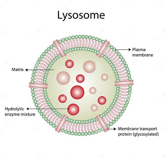 Anatomical Structure of Lysosome. Vector Illustration Stock Vector ...
