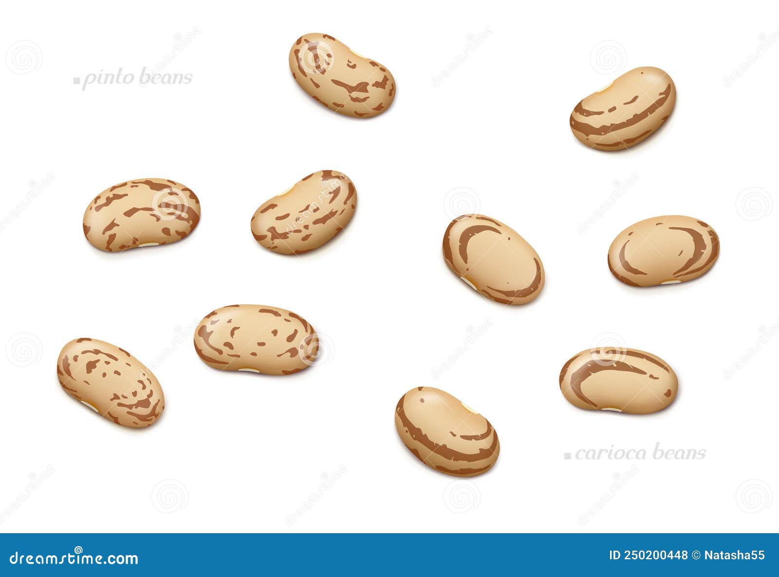 Pinto And Carioca Beans Isolated On White Background. Top View Vector ...