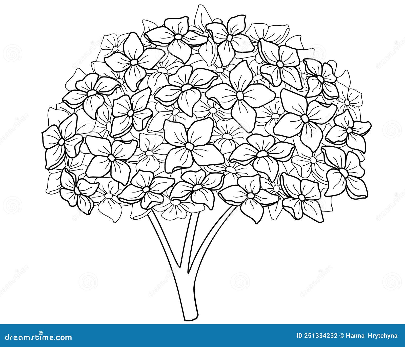 Hydrangea Coloring Page For Children: Easy-to-color Haworthia Fasciata ...