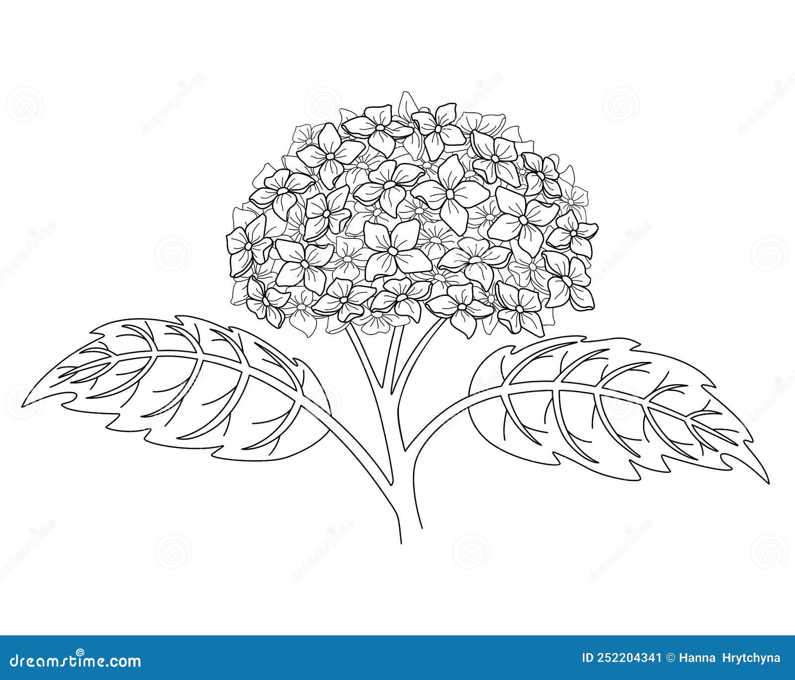 Hydrangea Hydrangea Inflorescence Garden Plant Vector Line Art