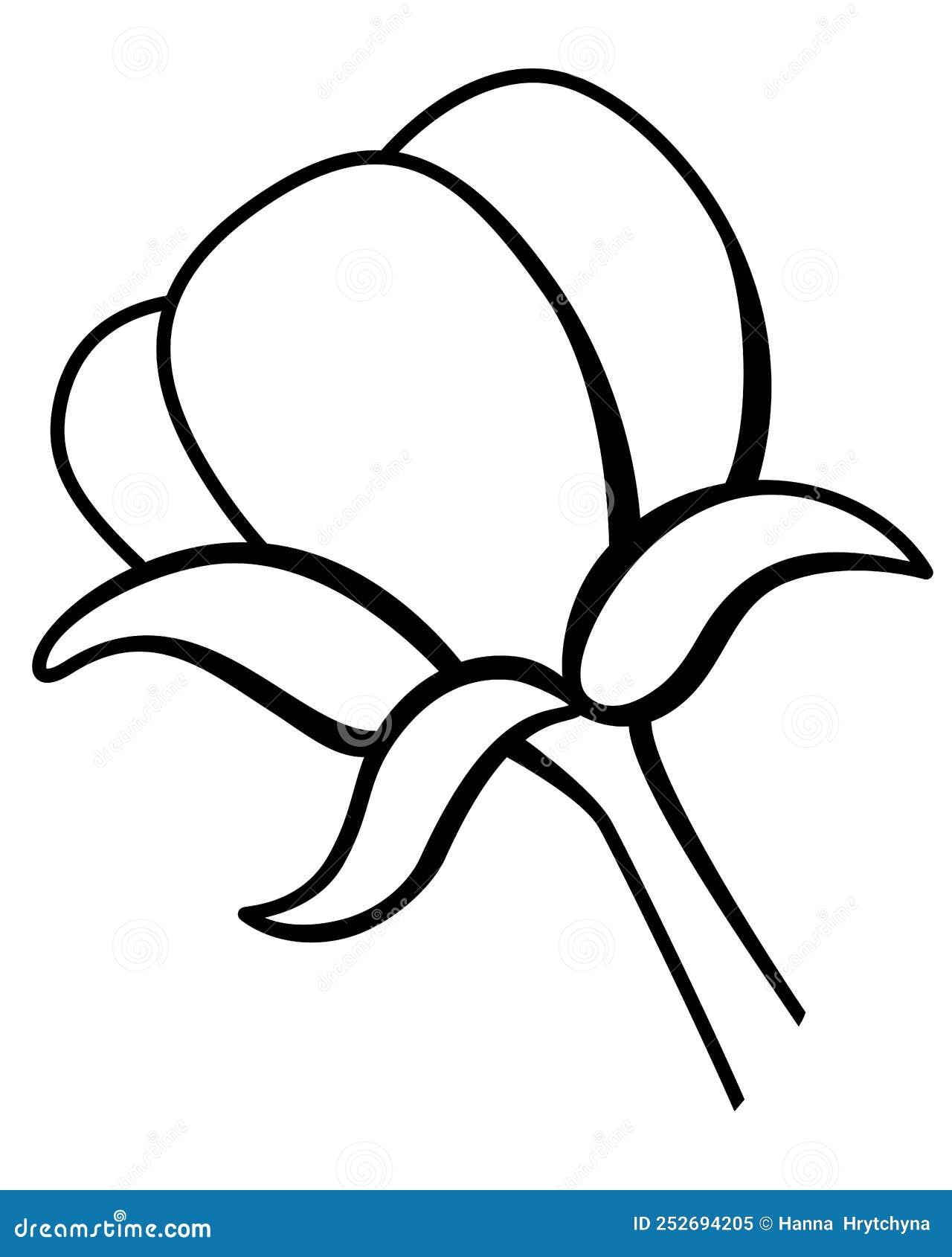 Cotton with Opened Boll, Cotton Fluff - Vector Illustration for ...