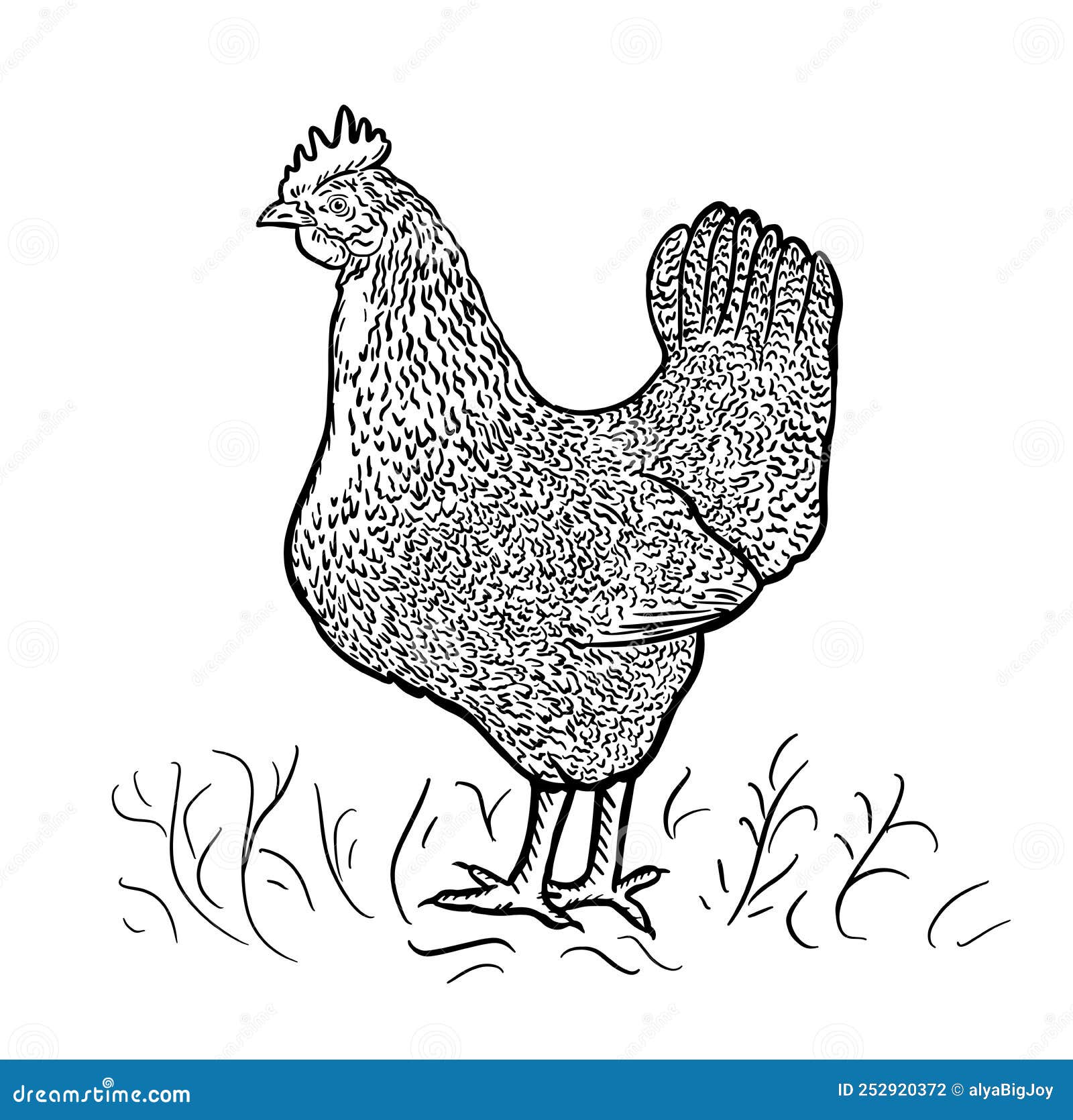 Graphically Drawn Hen. Hand Drawn Retro Bird Picture in Engraving Style ...