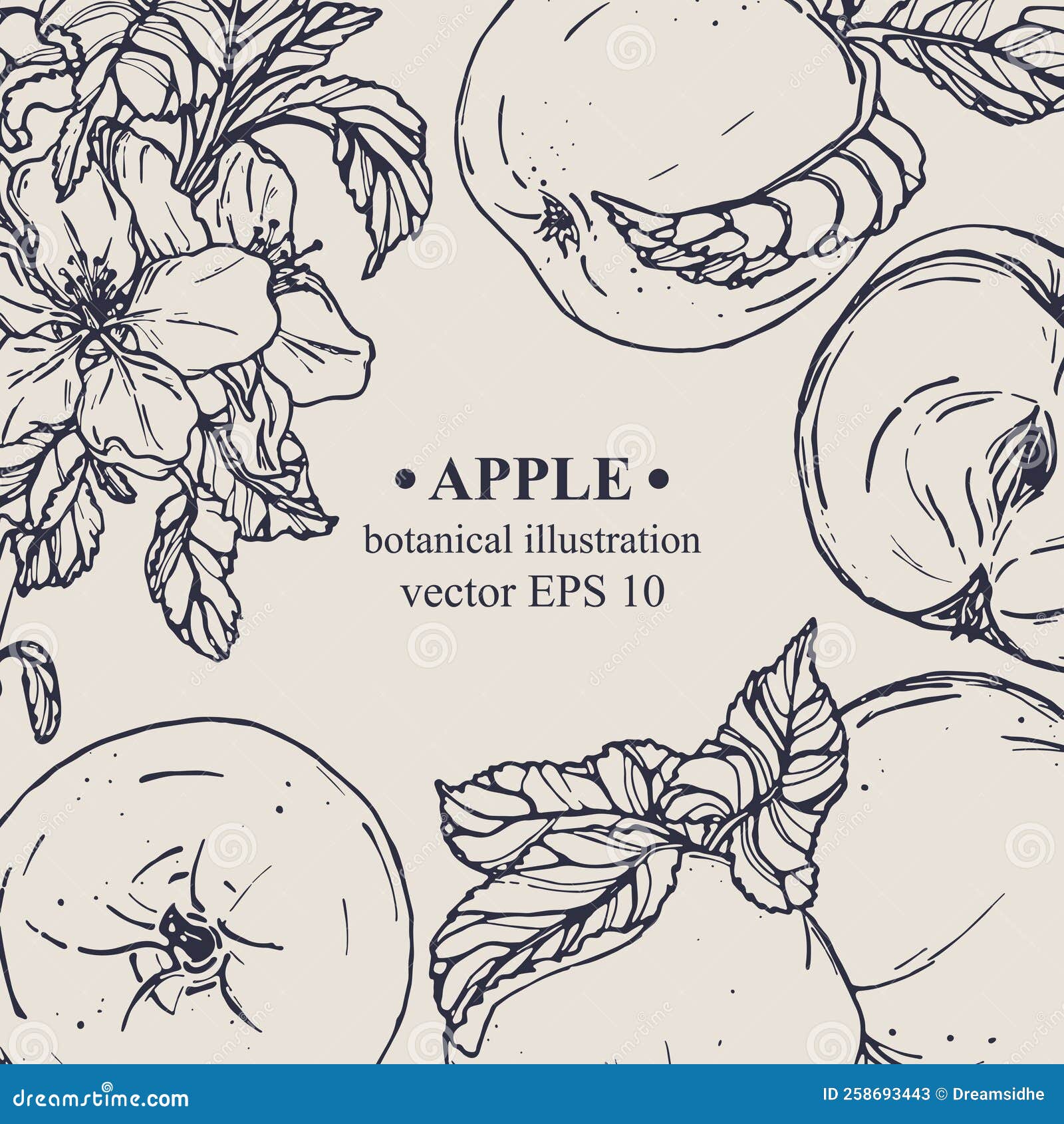 Vector Hand Darwn Apple Frame. Apple Elements | CartoonDealer.com ...