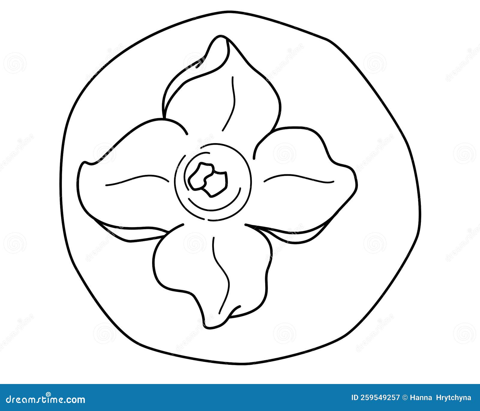 Persimmon, Sweet Tart Autumn Fruit with Stalk - Vector Linear Picture ...