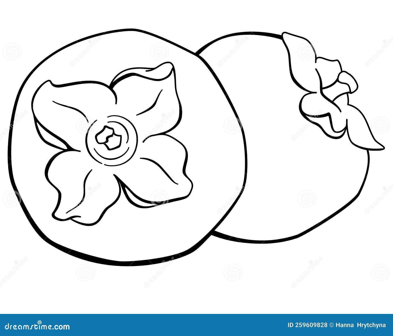 Persimmon, Two Sweet Tart Autumn Fruits with Cuttings - Vector Line Art ...