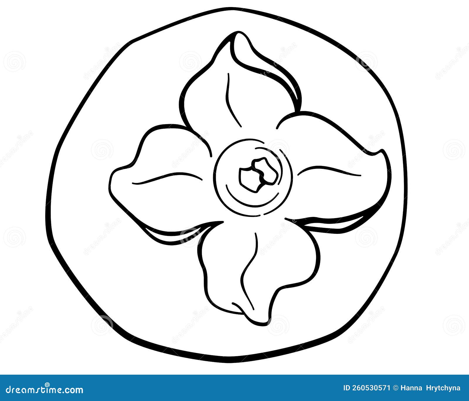 Persimmon, Sweet Autumn Fruit - Vector Linear Picture for Coloring ...