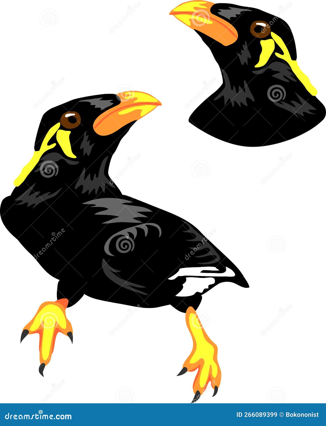 Common Hill Myna, Mynah Bird. Royalty-Free Illustration | CartoonDealer ...