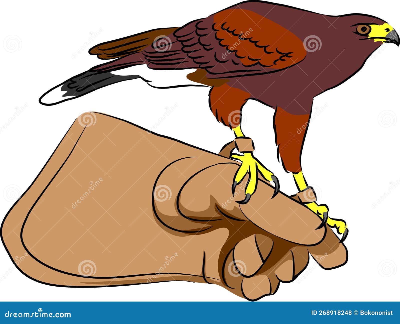 Harris Hawk vector stock vector. Illustration of unicinctus - 268918248