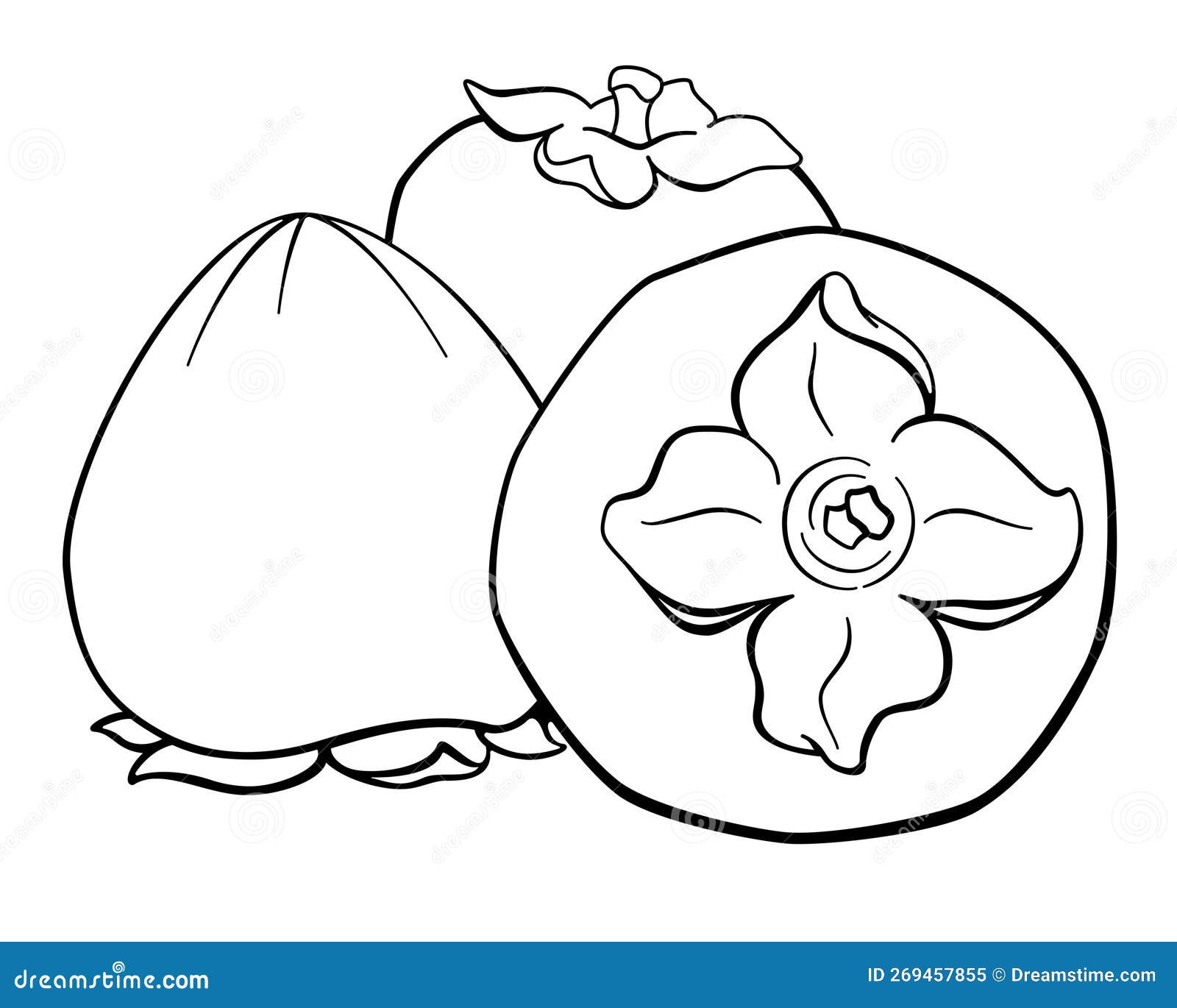 Persimmon, Fruits with Stalk - Vector Line Art Picture with Vegetable ...
