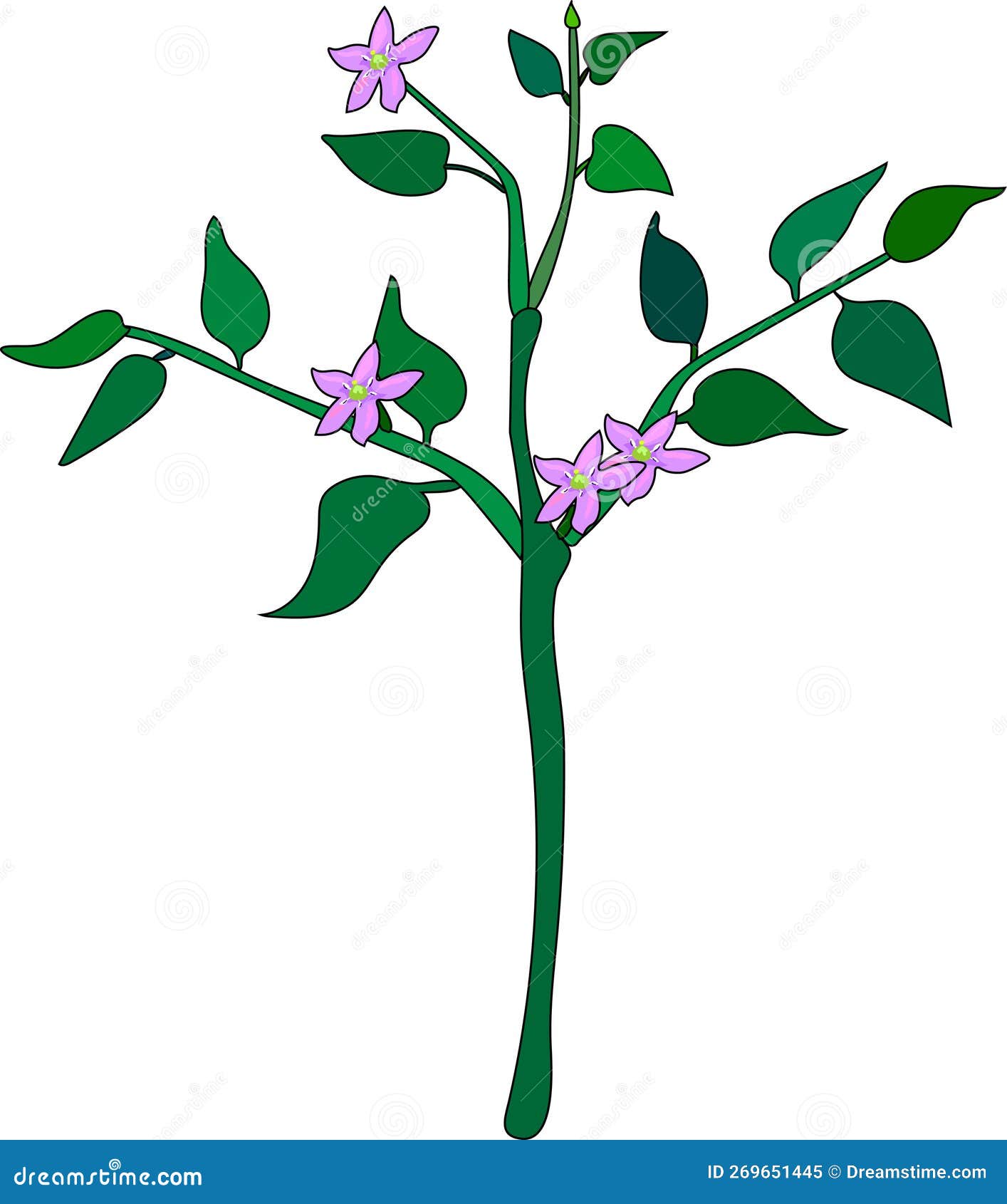 Pepper Plant with Flowers and Green Leaves Isolated on White Stock ...
