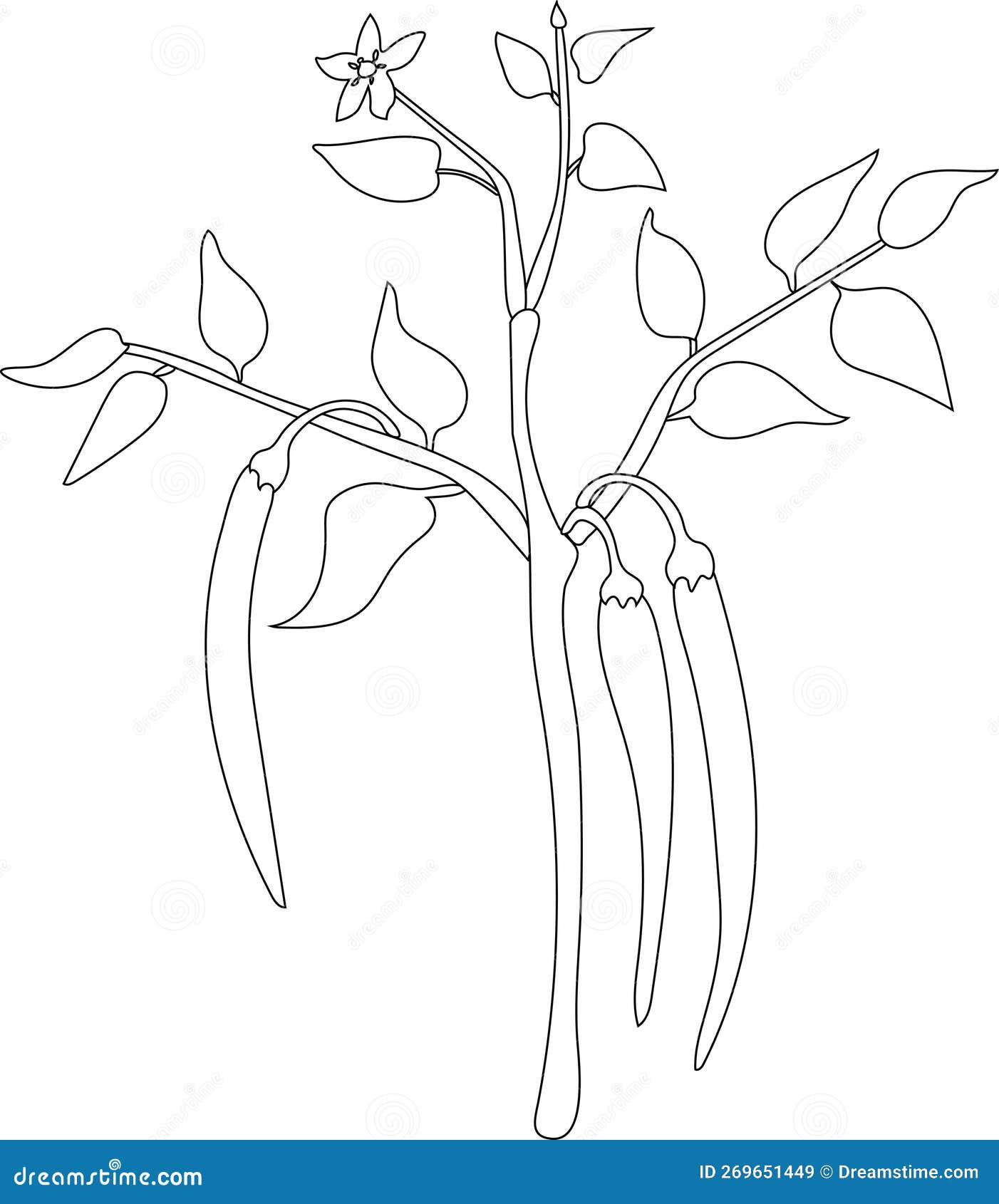 Coloring Page. Chili Pepper Plant with Fruits and Leaves Isolated on ...