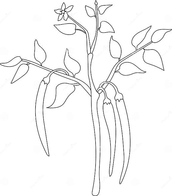 Coloring Page. Chili Pepper Plant with Fruits and Leaves Isolated on ...