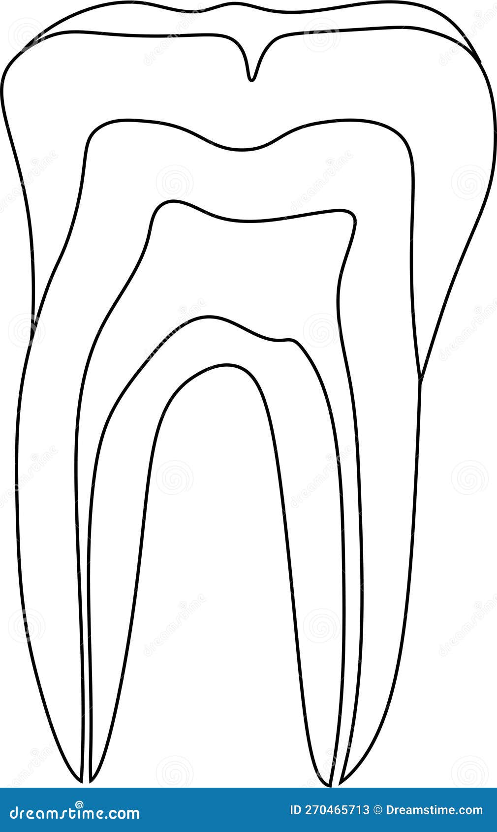 Coloring Page with Human Tooth. Structure of Tooth (molar) Stock Vector ...