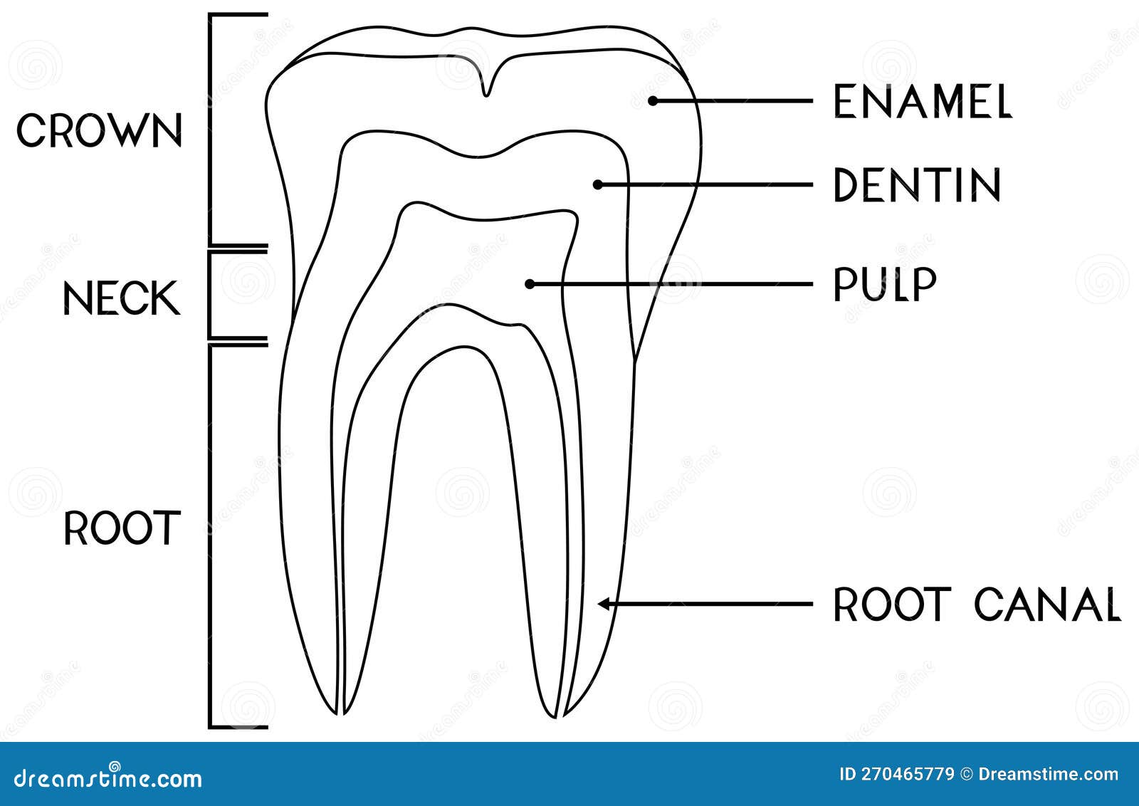 Coloring Page with Parts of Human Tooth. Scheme of Structure of Tooth ...