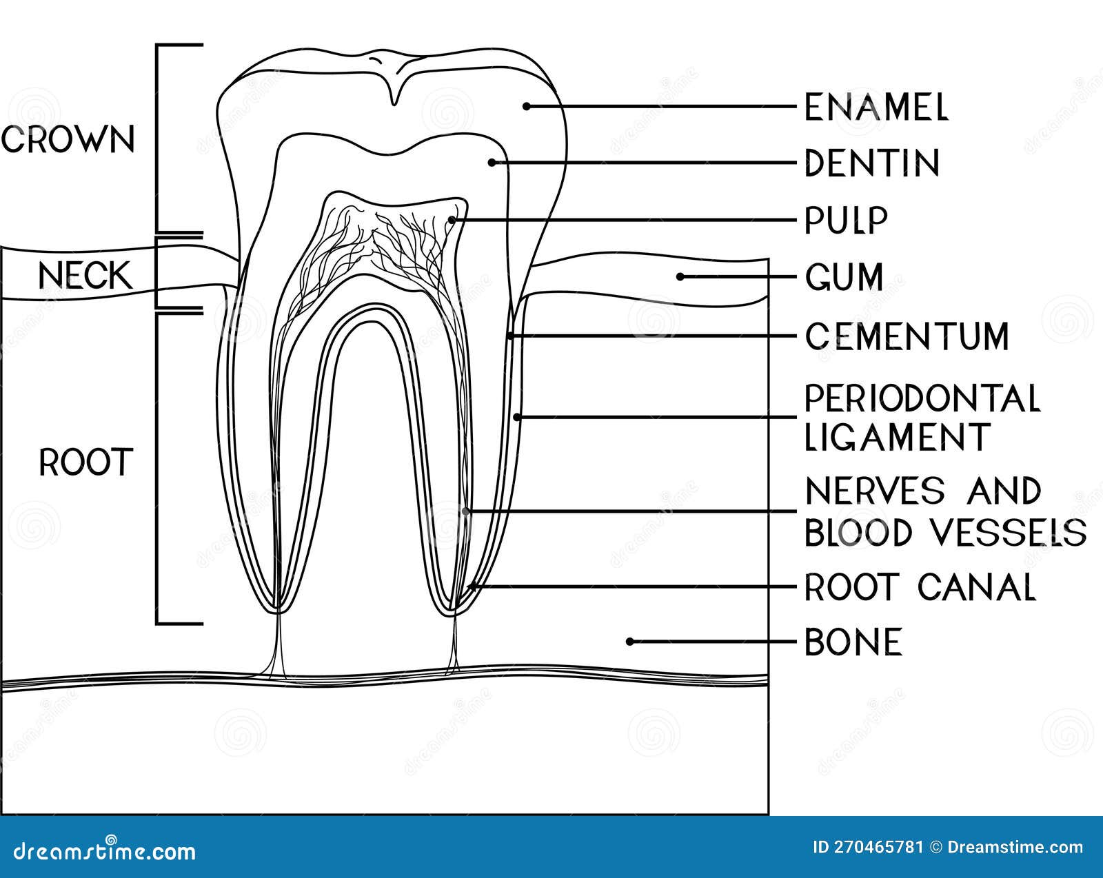 Coloring Page with Parts of Human Tooth. Scheme of Structure of Tooth ...