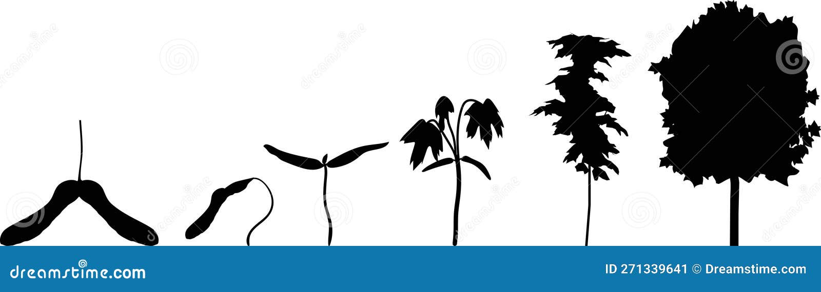 Sprout Of Maple Tree (Acer Platanoides) In Ground Cartoon Vector ...