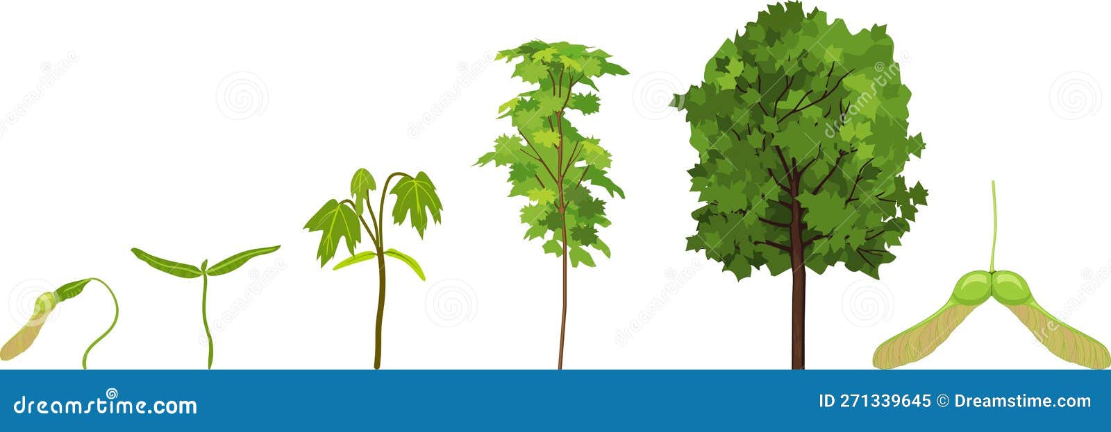 Life Cycle Of Maple Tree (Acer Platanoides). Growth Stages From Samara ...