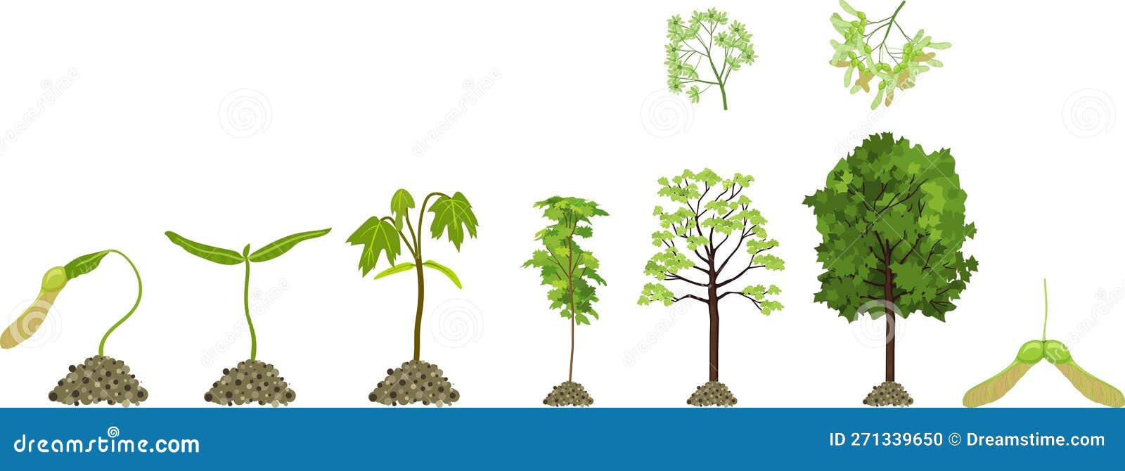 Life Cycle Of Maple Tree (Acer Platanoides). Growth Stages From Samara ...