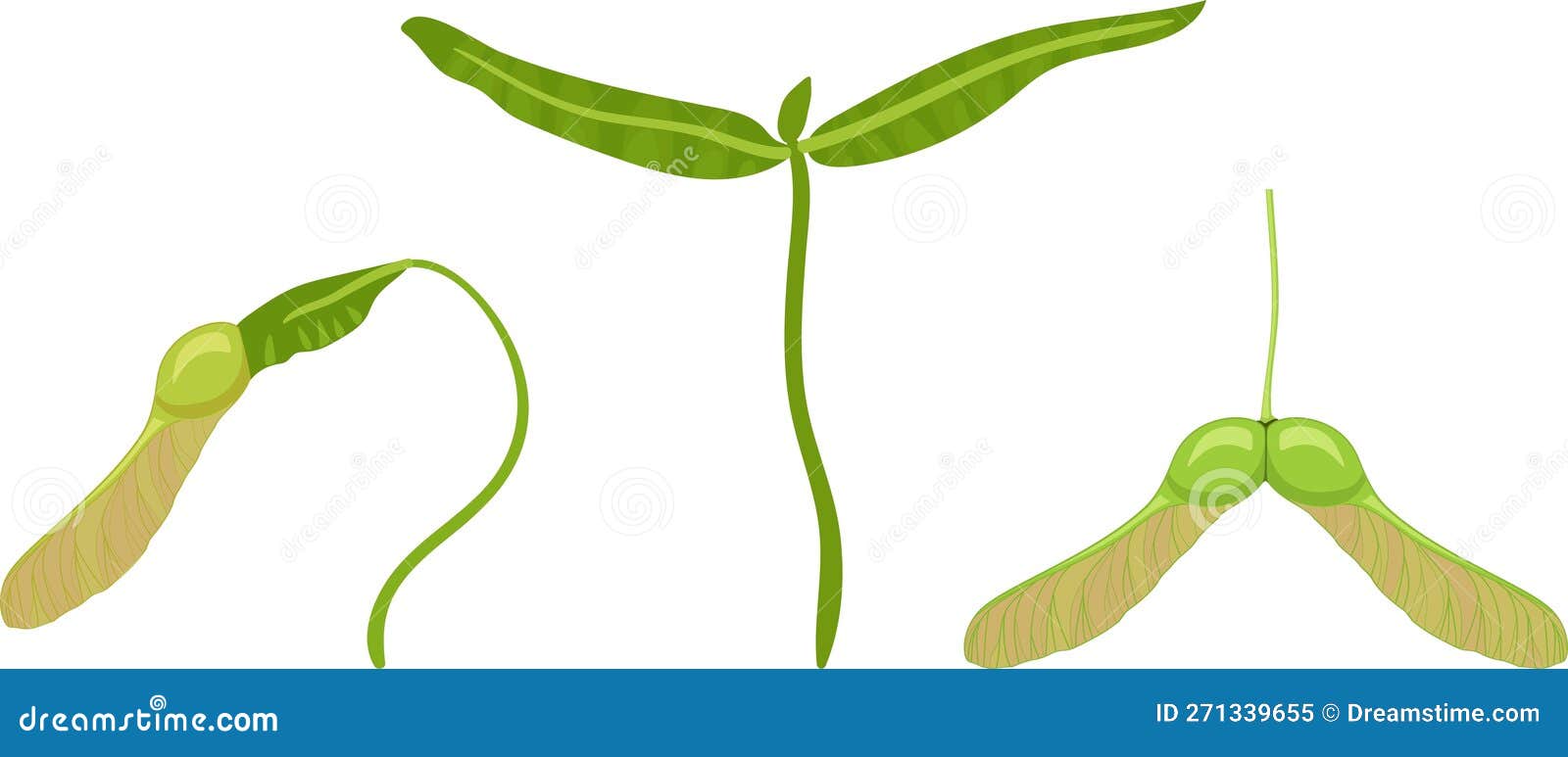 Green Samara Fruit Of Norway Maple Or Acer Platanoides Isolated On ...