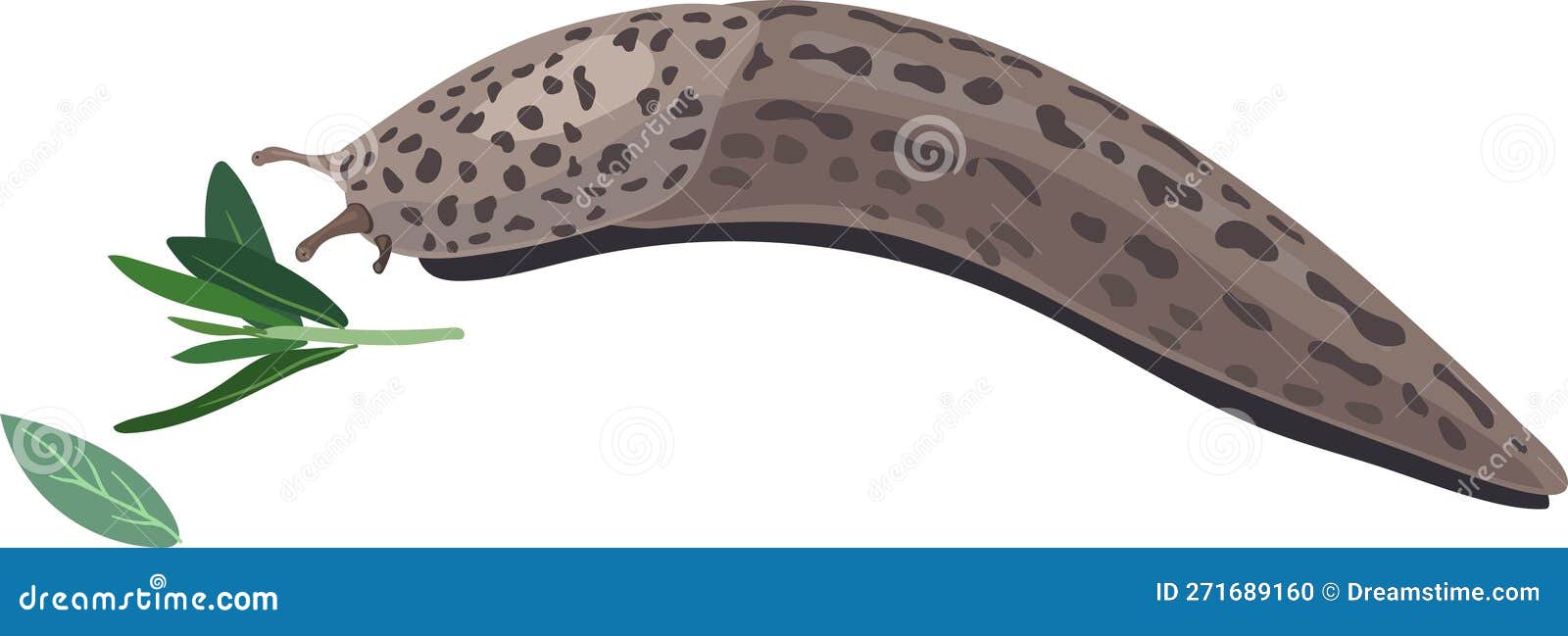 Leopard Slug (Limax Maximus) and Small Green Leaves Stock Vector ...