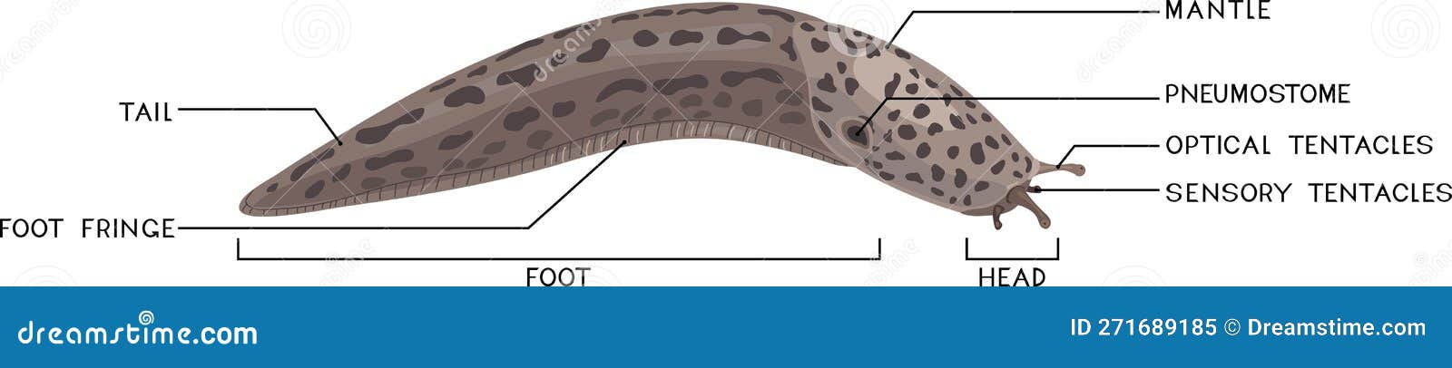 External Anatomy of Leopard Slug (Limax Maximus). Stock Vector ...