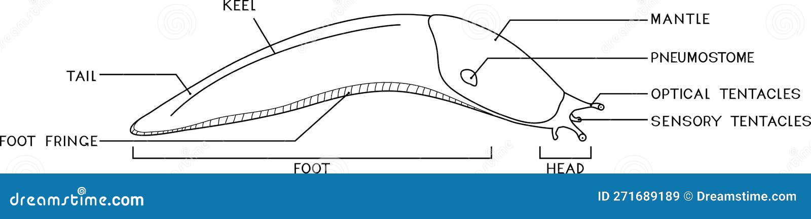 Coloring Page with External Anatomy of Slug. Stock Vector ...