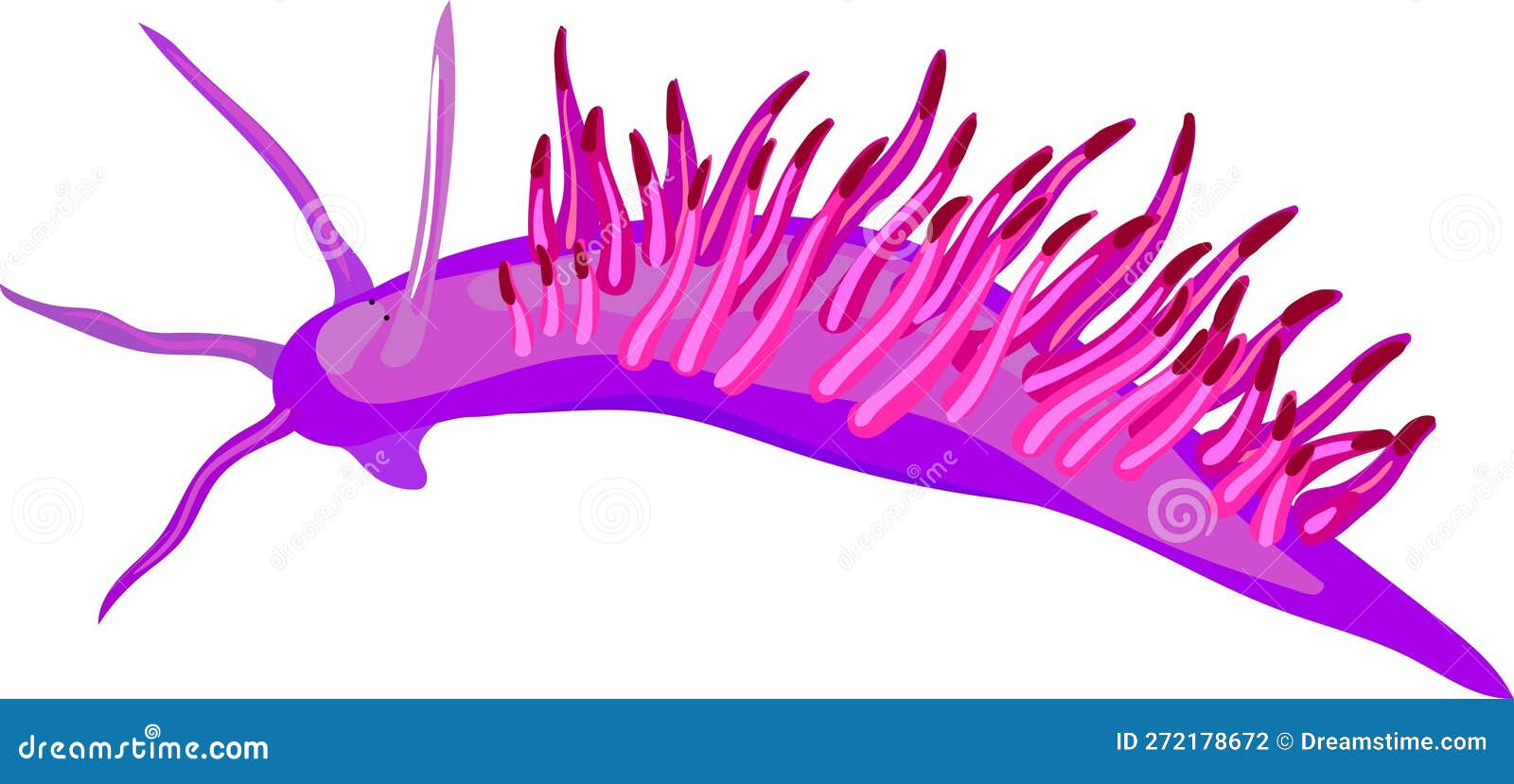 Nudibranch Cartoon Vector | CartoonDealer.com #69526199