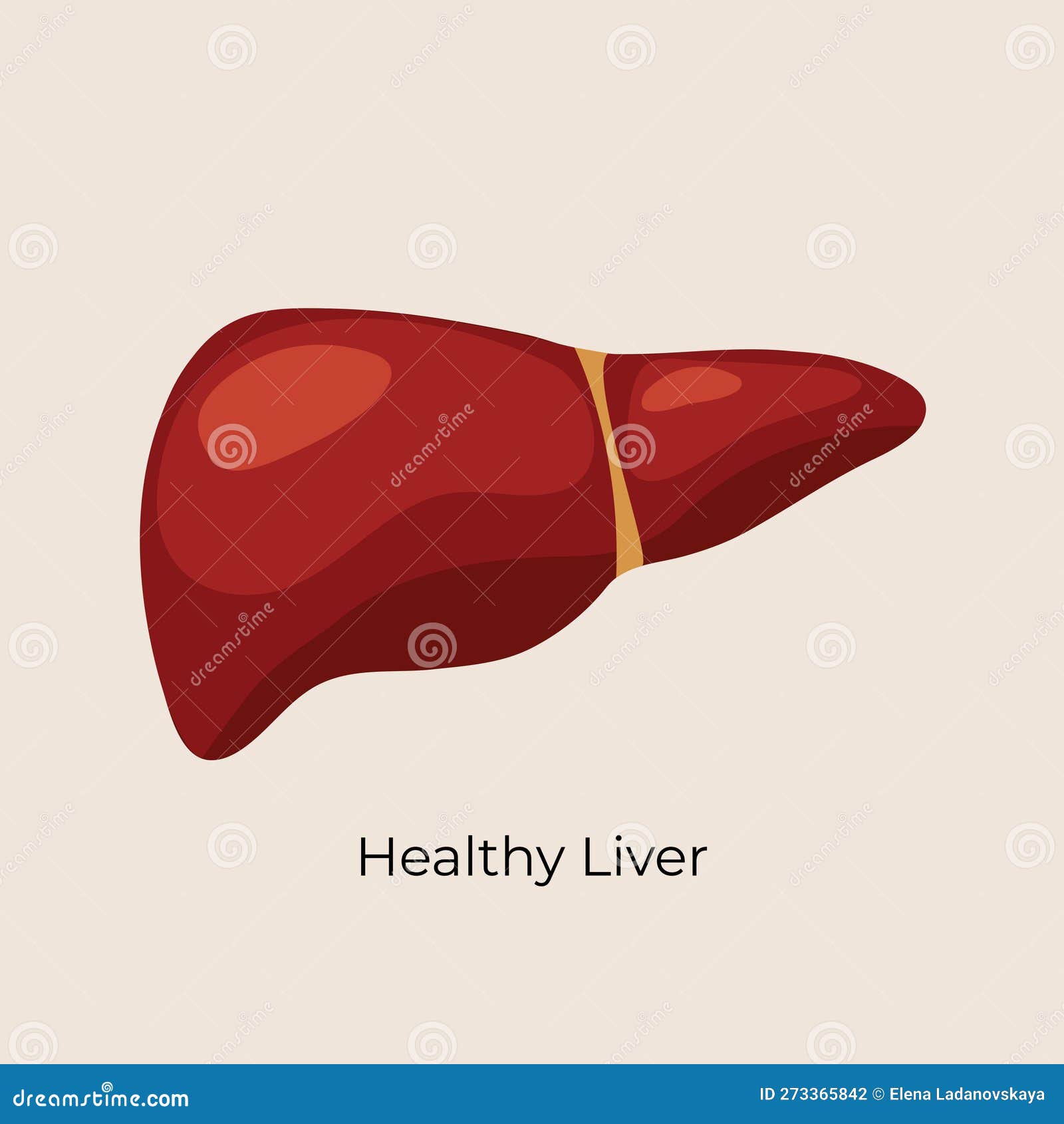Liver Healthy Silhouette Vector Illustration | CartoonDealer.com #90748090