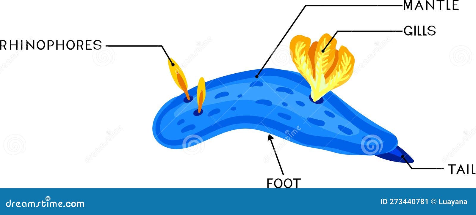 Nudibranch Diagram