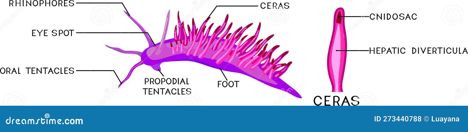 External Anatomy of Aeolid Nudibranch. Stock Vector - Illustration of ...