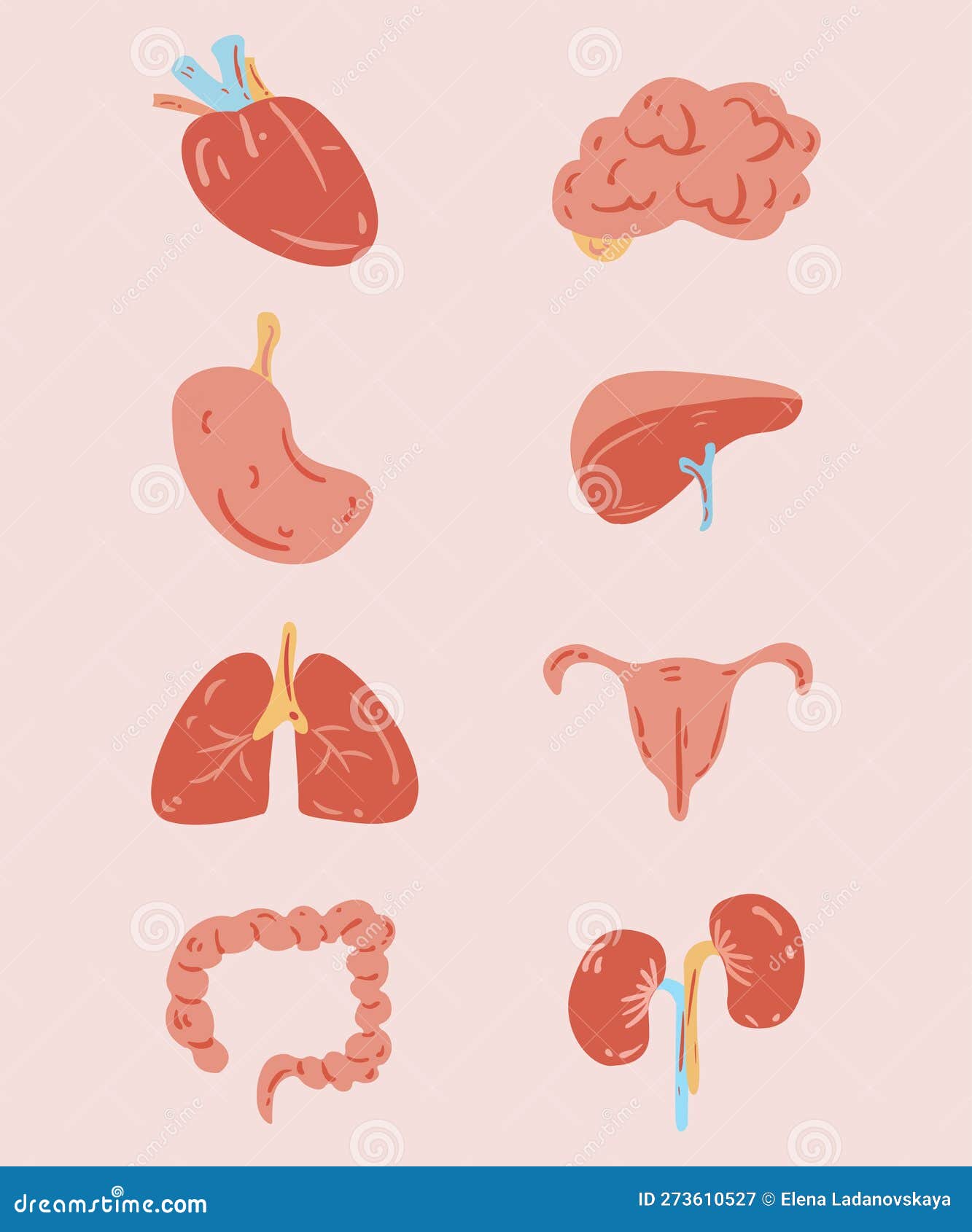 Innards Main Human Inner Organs Poster Illustration Stock Vector ...