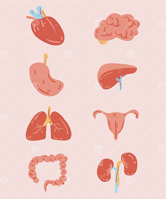 Innards Main Human Inner Organs Poster Illustration Stock Vector ...