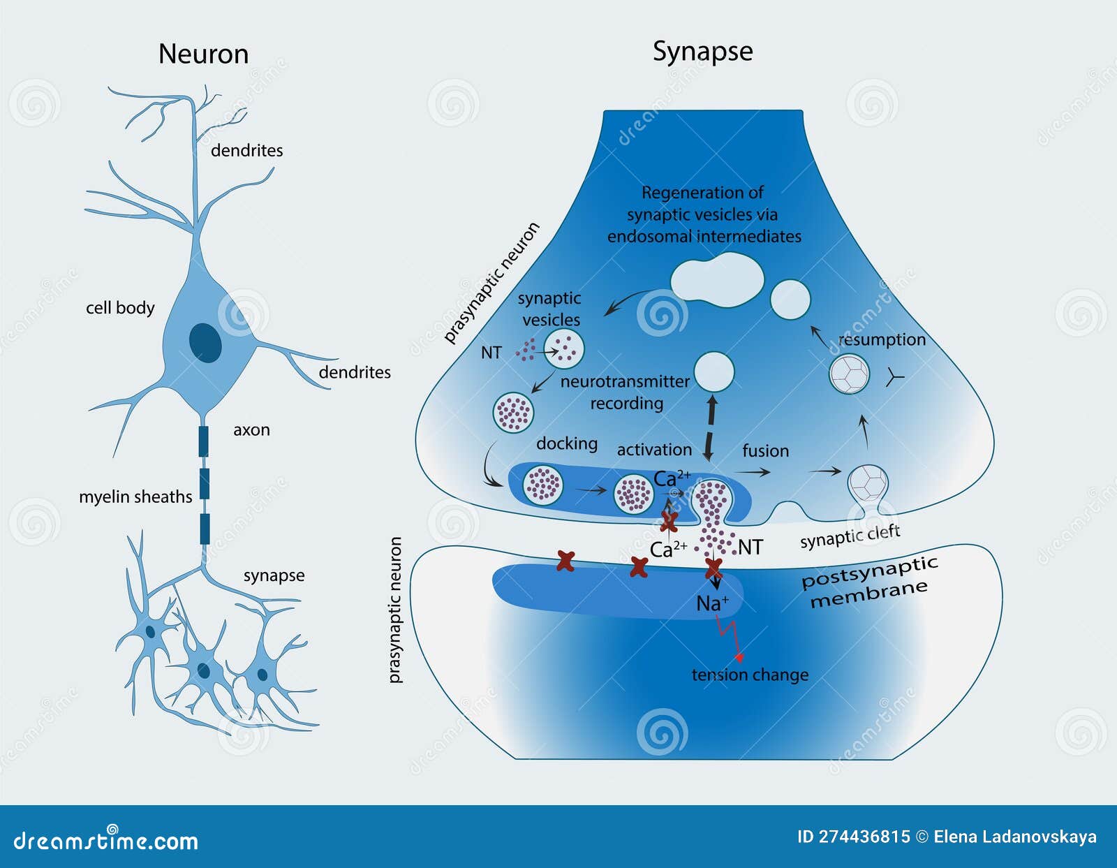 Neurons are Connected To Each Other through Synapses, Sites Where ...
