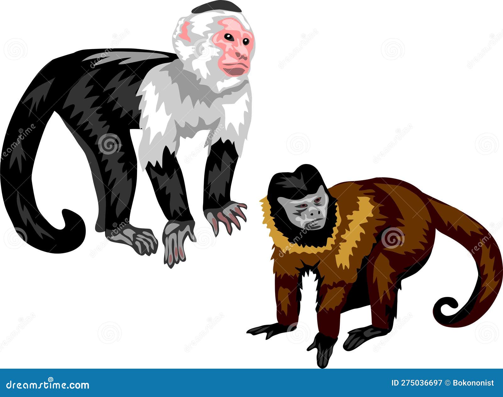 Capuchin monkeys - Cebus stock vector. Illustration of white - 275036697