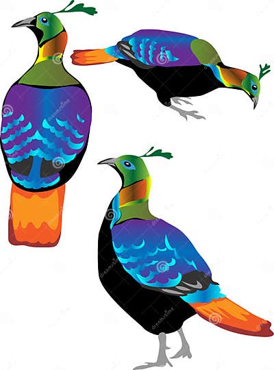Himalayan monal stock vector. Illustration of impeyan - 275038912