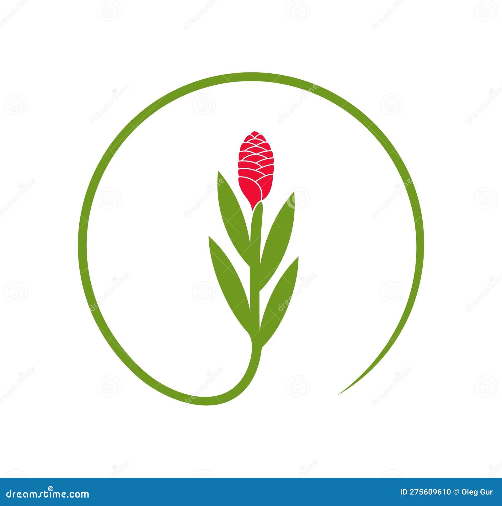 Ginger Plant. Isolated Ginger Plant on White Background Stock Vector ...