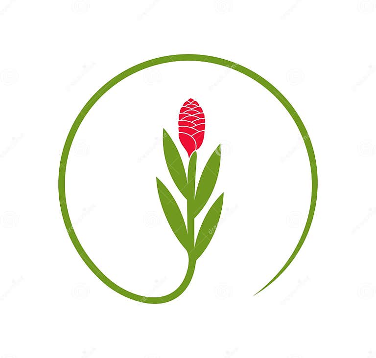 Ginger Plant. Isolated Ginger Plant on White Background Stock Vector ...