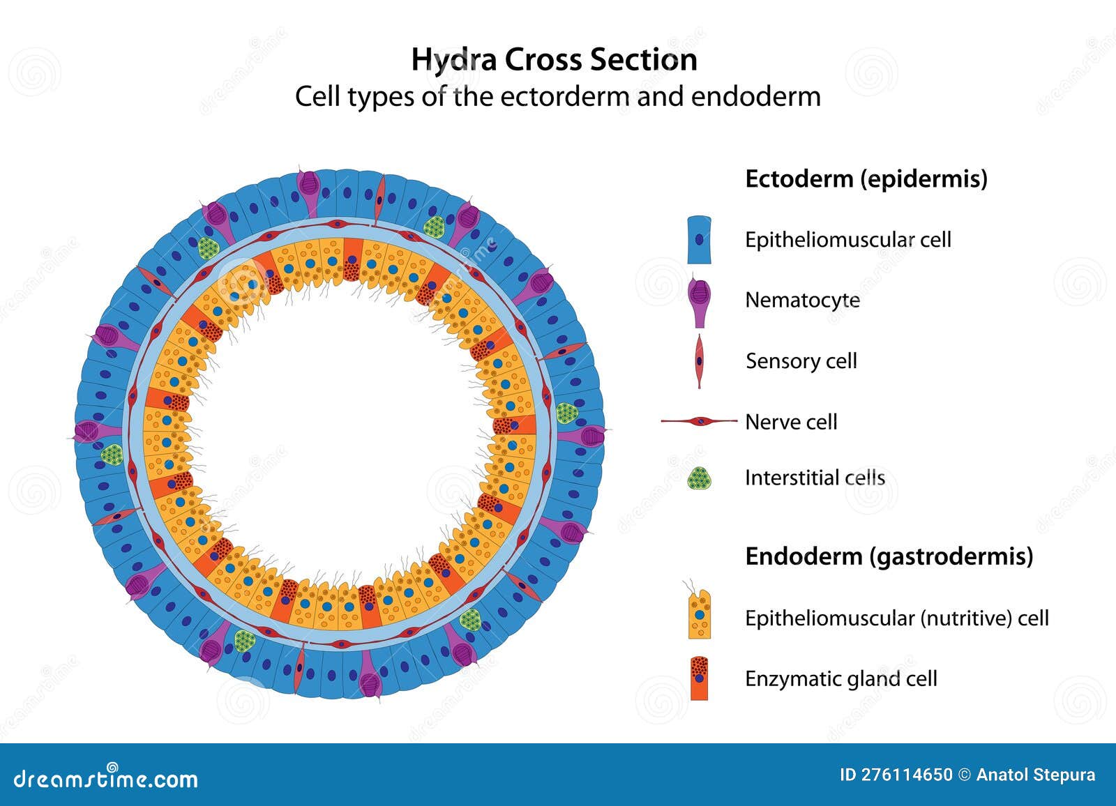 Hydra Cross Section. stock illustration. Illustration of internal ...