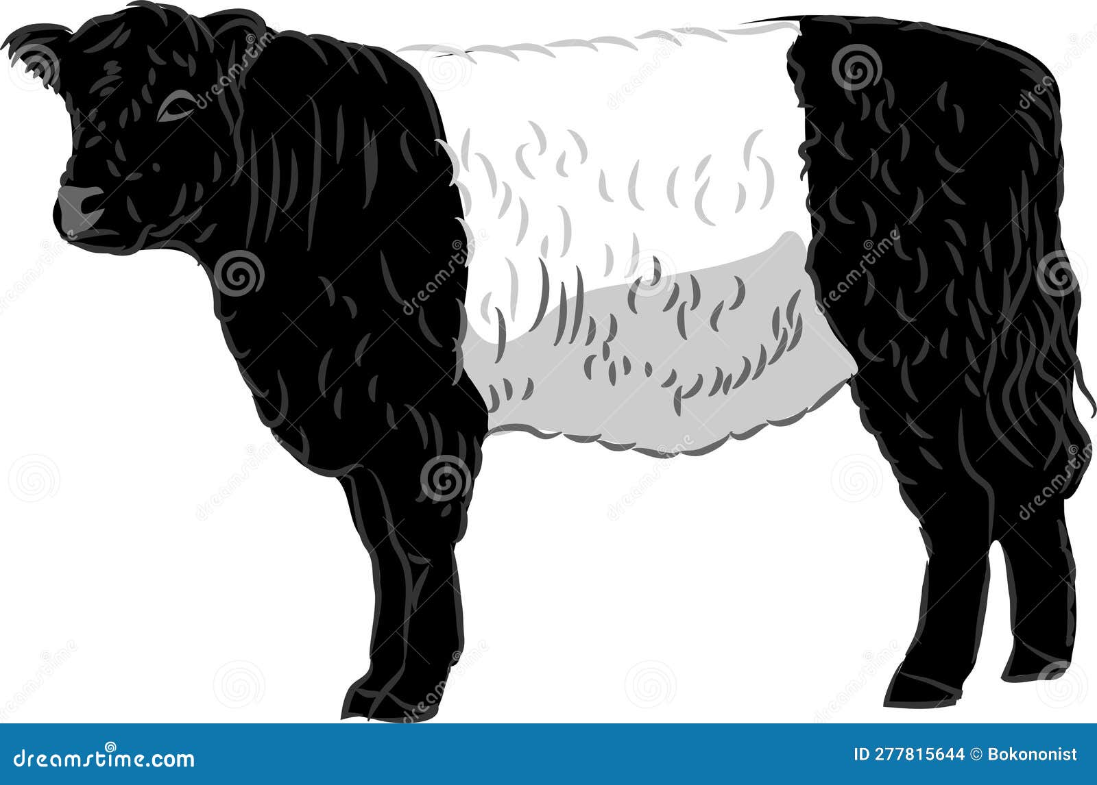 Belted Galloway cattle stock vector. Illustration of breed - 277815644