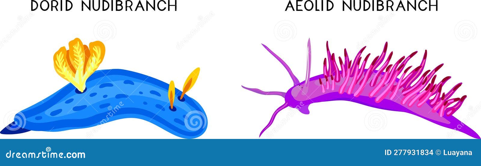 Types of Nudibranchs: Aeolid Nudibranch and Dorid Nudibranch. Stock ...