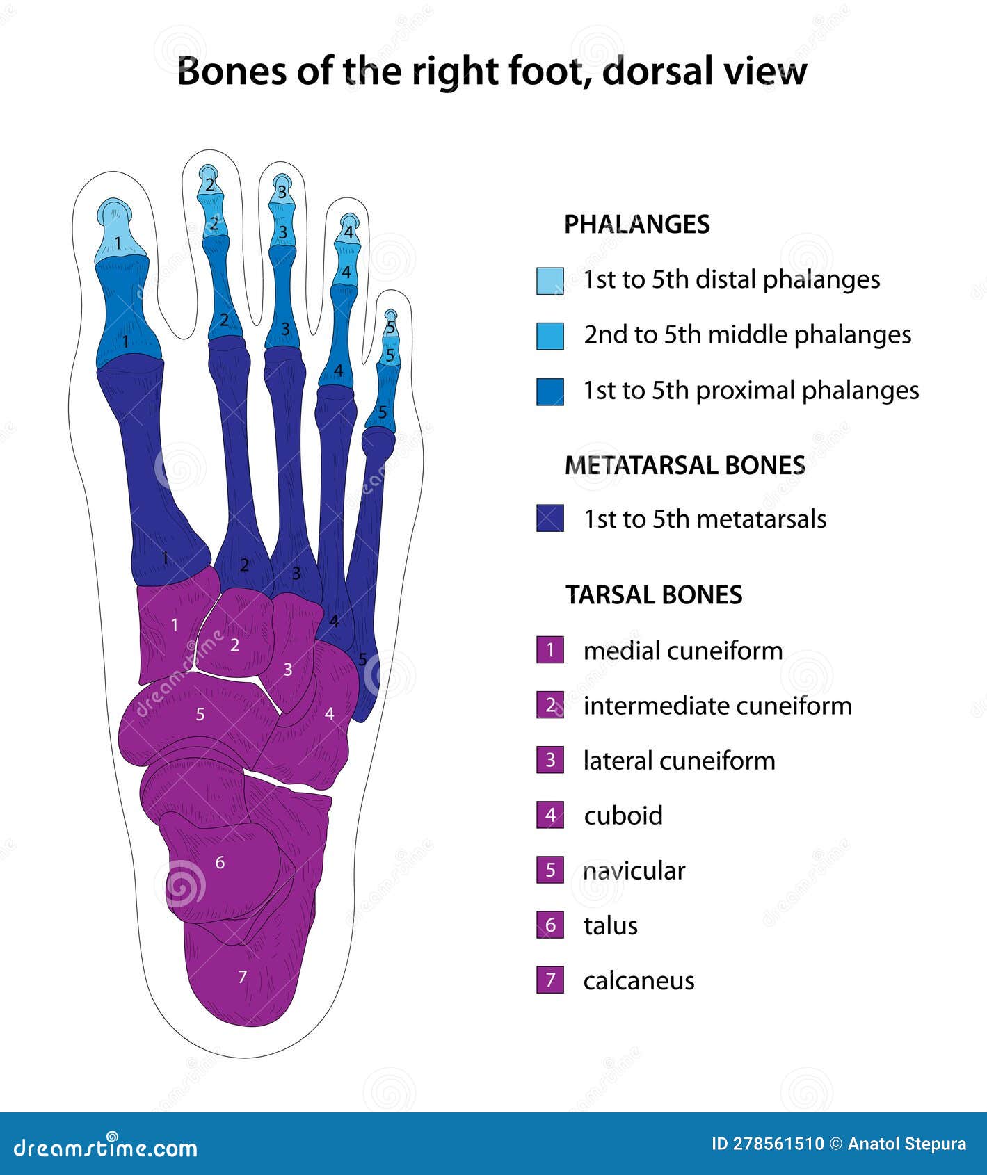 Bones of the Right Foot, Dorsal View. Stock Vector - Illustration of ...