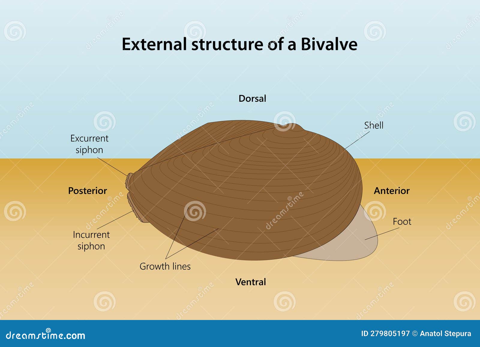 External Structure Of A Bivalve Vector Illustration | CartoonDealer.com ...