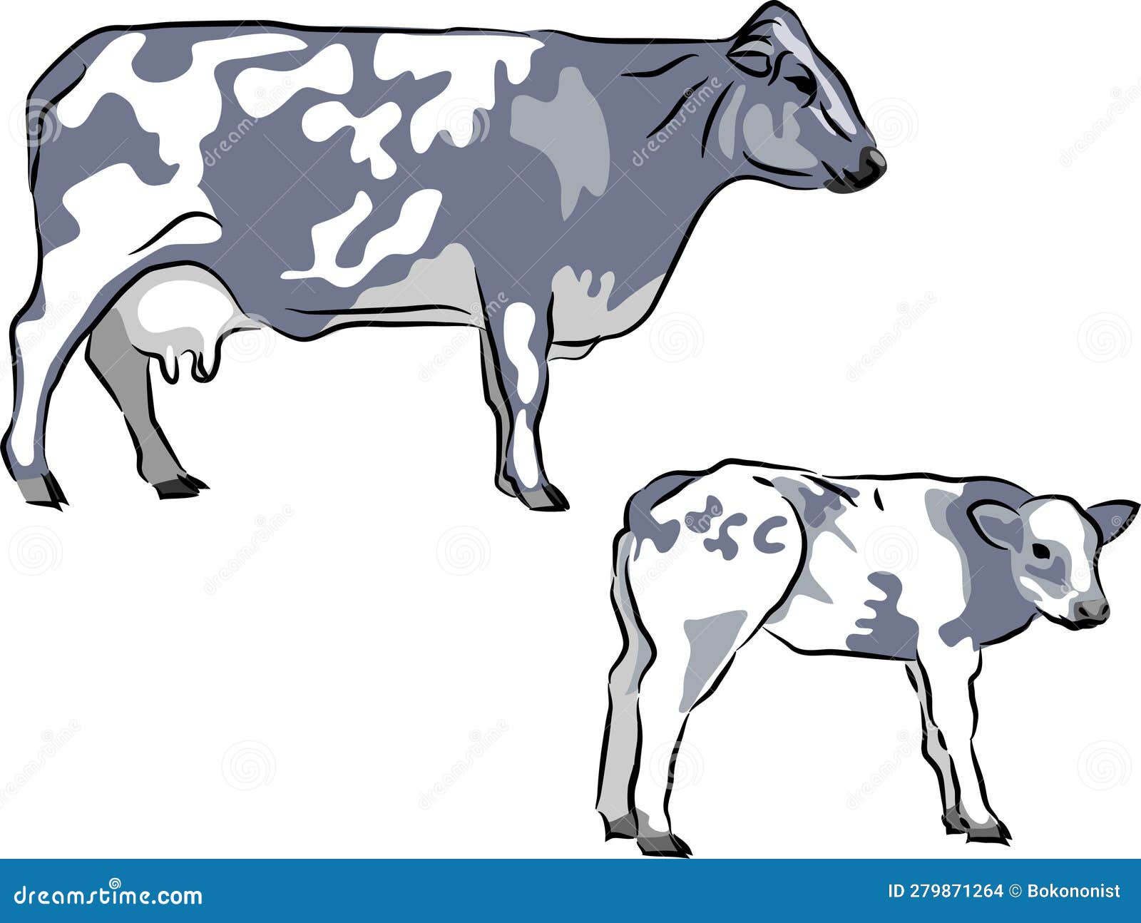 Belgian Blue cattle stock vector. Illustration of color - 279871264
